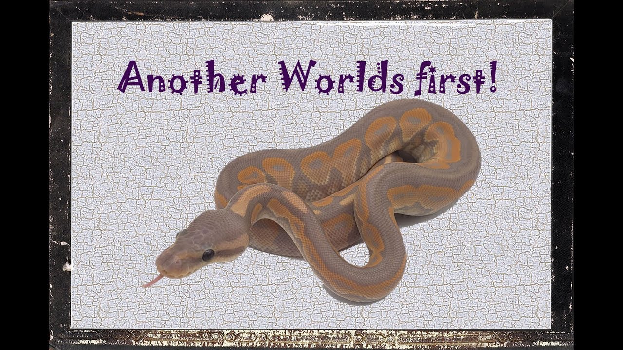 ball python update video clutch 7 2019