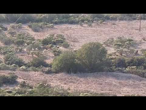 Wild boar herd Casmalia CA