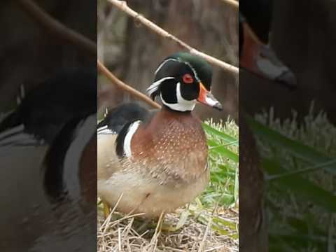 Wood Duck