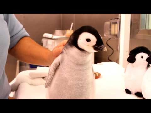 A month-old, 2-pound emperor penguin gets feeding.
