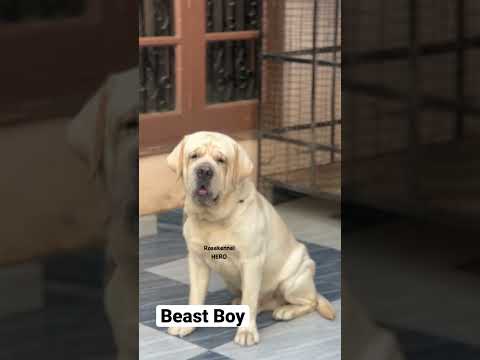 Mr Hero #rosekennel #facebook #scoobers #labradors #shorts #youtube #shortsvideo #manusandhu