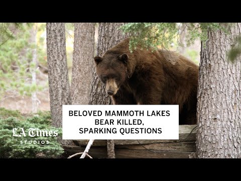 Controversial Euthanization of Beloved Bear Victor