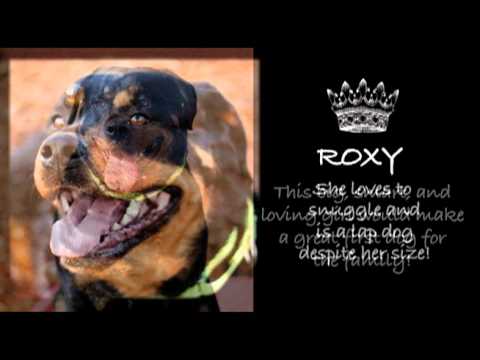 CityStream Pet of the Week: Roxy