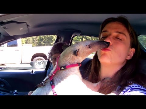 Are Anteaters Affectionate? : Commonly Asked Questions