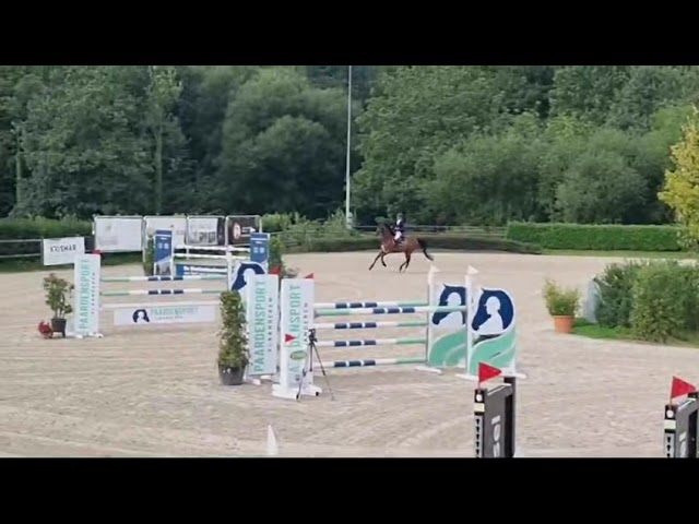 Horse Sales. Auction | Special: Penelope van't Ruytershof
