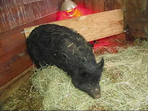 HOMESTEAD BUILDING PROJECTS 7 - Little Red Barn Farrowing Pen