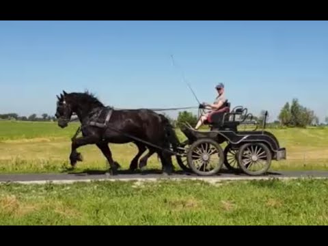 1 or 2 Friesian horses???? Do you see the difference?