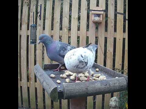 The pigeons are disappointed to find the corvid table empty apart from monkey nuts