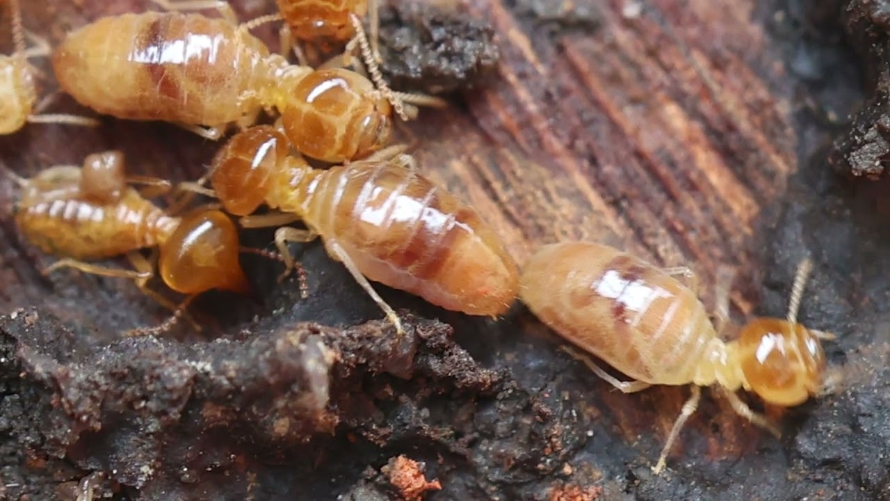 Tips on Termites Calibration by Envu