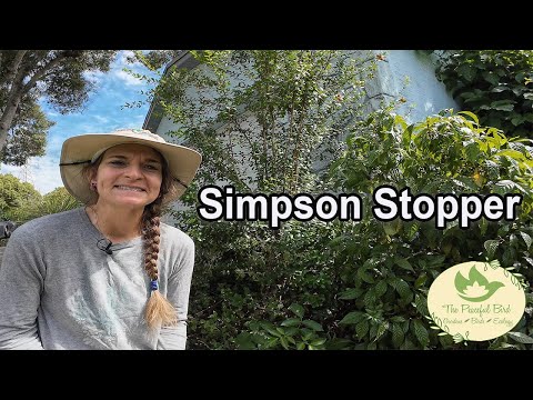 Simpson stopper - Edible beauty for your Florida garden.