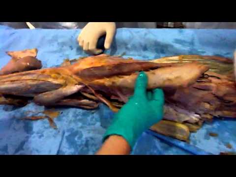 Pes Anserinus