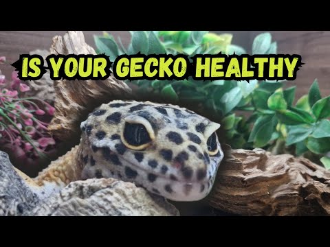 10 Signs Your Leopard Gecko Is Healthy | Must-Know Guide for Gecko Owners