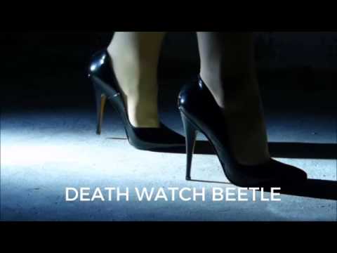 Death Watch Beetle