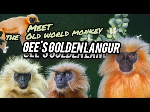 MEET THE OLD WORLD MONKEY,GEE'S GOLDEN LANGUR |endangered species| rare animal @HAPPY-PAWS-AND-WE