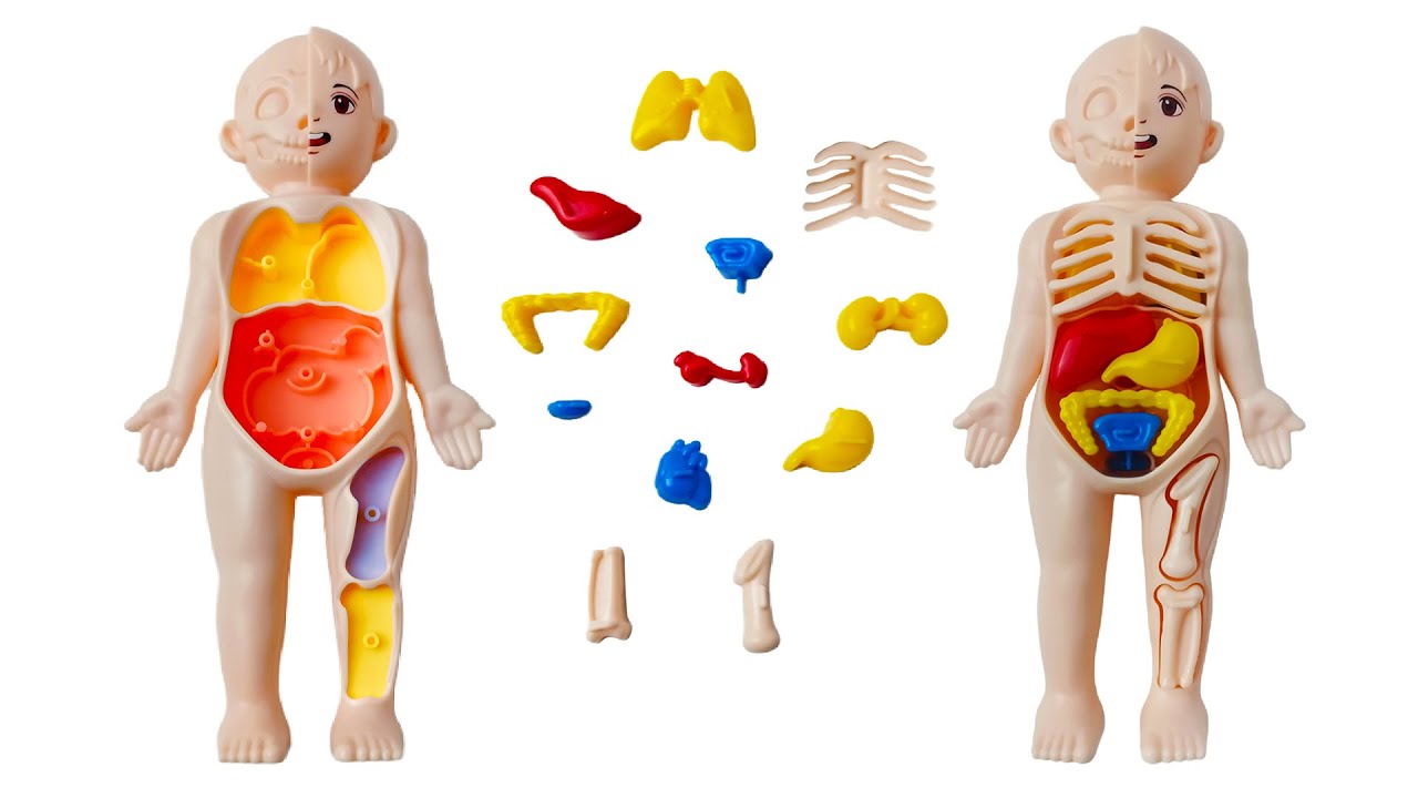 Human Body Organs Puzzle Adventure | Learn Internal Organs Easily! | Heart, Lungs, Stomach & More!