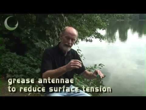 Gardner Tackle Suspender Float - Carp Coarse Surface Controller Floater ...