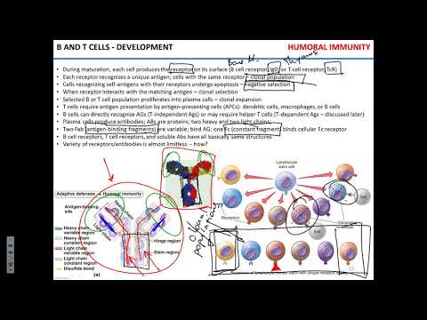 Adaptive immunity