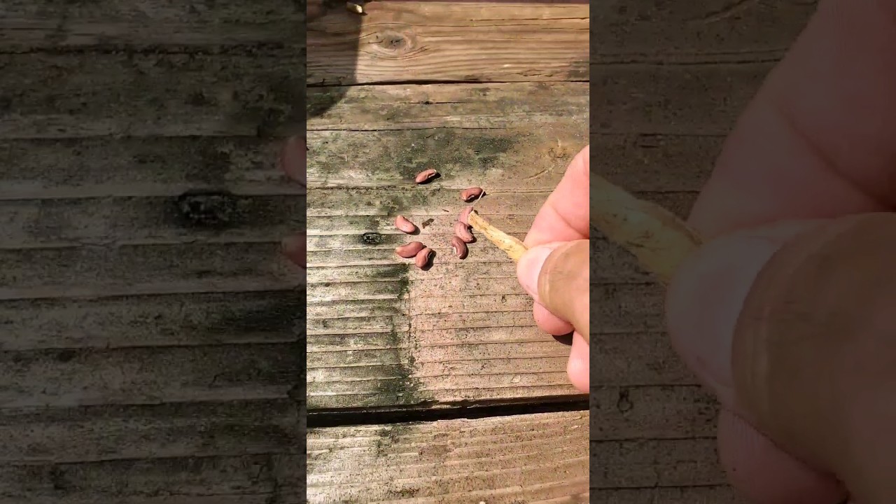 Are those Magic Beans sire?