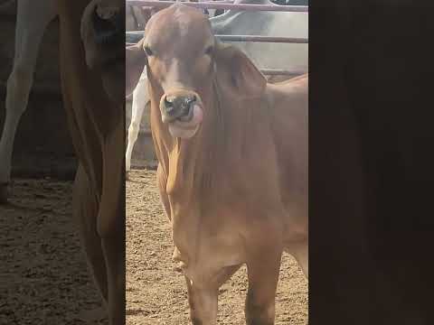 camando brahiman calf . of qazi's cattle farm Brading hub