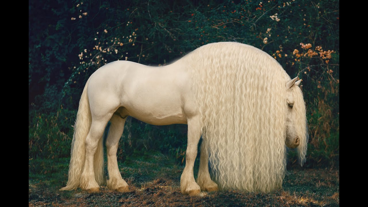 🐎 10 Most Beautiful Horse Breeds in the World | Majestic Horses You Must See!