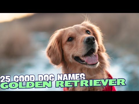 25 Good Golden Retriever Names🐶