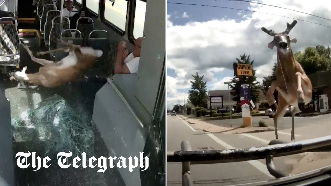 Deer crashes through windscreen of moving bus in Rhode Island, America