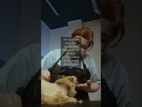 The Purrfectly Unique Feline Jaw A Conversation with Convivial CreaturesAs we sit in...
