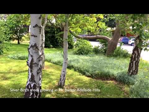 Silver Birch Trees | Betula Pendula | Mt Barker - What Tree is that?