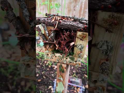 1500 ladybugs released to home made ladybug house! #protectthegarden