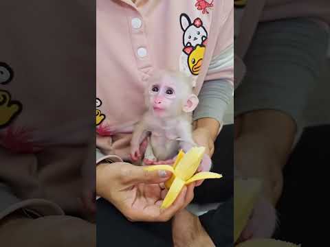 Cute baby monkey face 😍😍