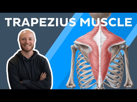 Trapezius muscle anatomy: origins, insertions, innervation and functions | Kenhub