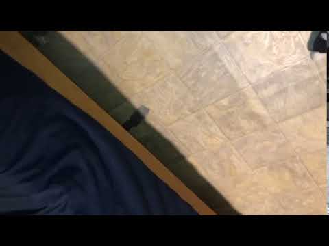 Australian Shepherd Puppies For Sale in New York, NY