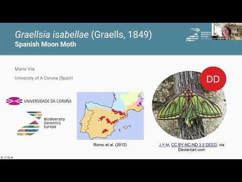 Spanish Moon Moth (Graellsia isabellae) - Marta Vila