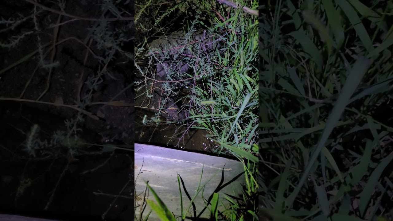 Spring discovered August 25, 2025, video taken at 10:30 p.m.