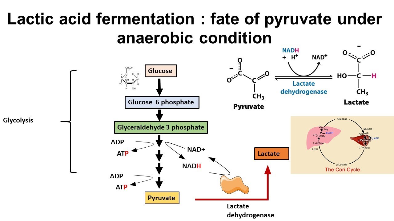 Lactic acid fermentation : fate of pyruvate under anaerobic condition