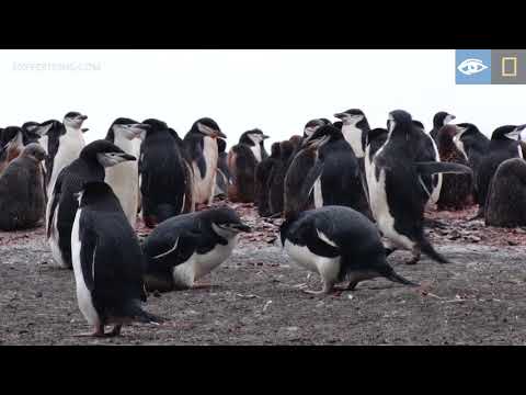 Chinstrap Penguins | Year of the Bird | Lindblad Expeditions-National Geographic