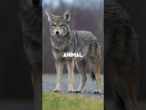 I think I agree 😂 @R0sepawzz #therian #furry #trend #antizoo #alterhuman #otherkin