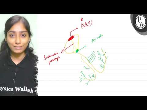 What is the significance of atrio-ventricular node and atrio-ventri...