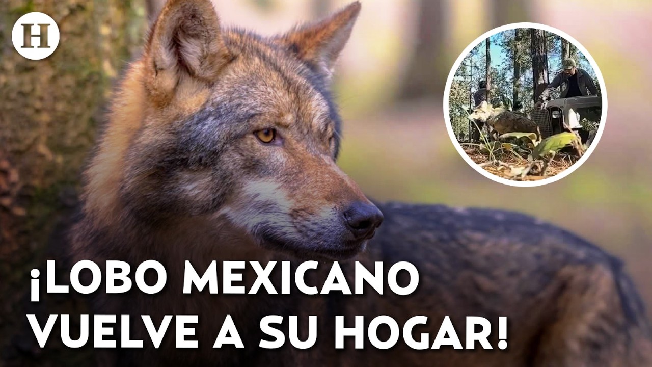 They howl again in their habitat! Mexican wolves return to Durango after half a century of absence