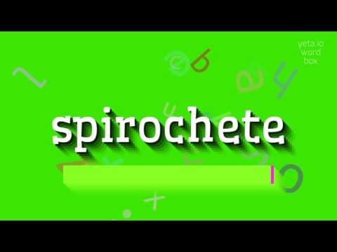 How to say "spirochete"! (High Quality Voices)