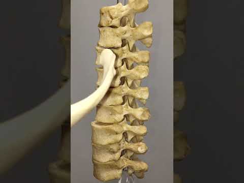How does a rib articulate with thoracic vertebrae?