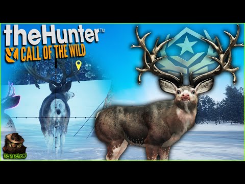 We Attempted The Texas Heart Shot On A Great One Mule Deer! Call of the wild