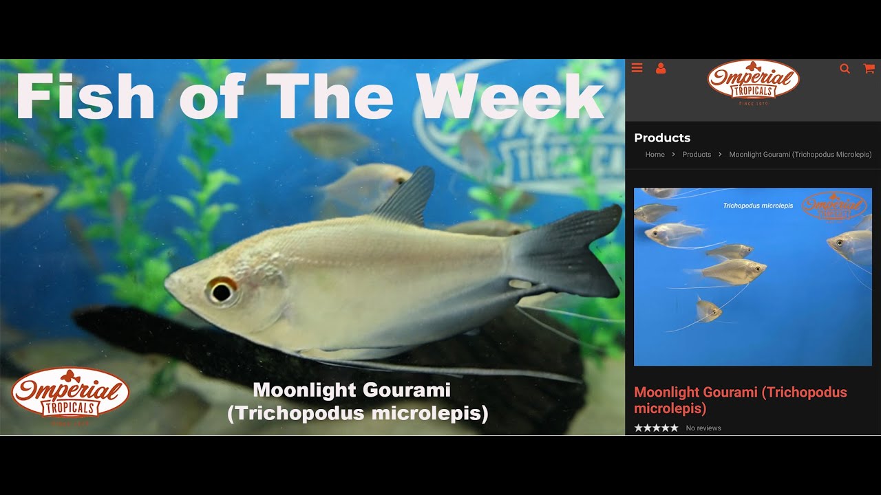 Moonlight Gourami (Trichopodus microlepis)🐟❤️ #imperialtropicals