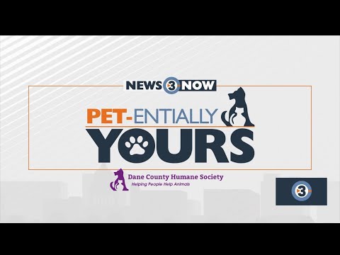 Pet-entially Yours: Meet Luca from the Dane County Humane Society!