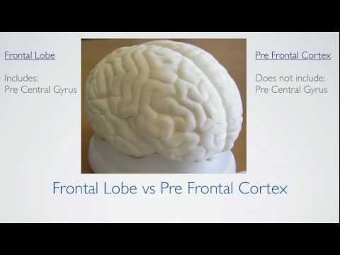 Frontal Lobe Anatomy