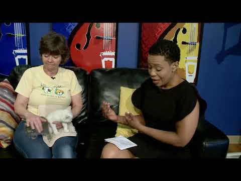 Fox 2 9AM Heartland Humane Society Adoption Events