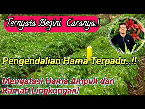 Harus Tahu..! Cara mengendalikan Hama Yang Ampuh, Aman, Ramah Lingkungan, Pengendalian Hama Terpadu