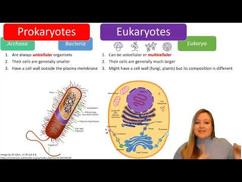 Differences between prokaryotic and eukaryotic cells
