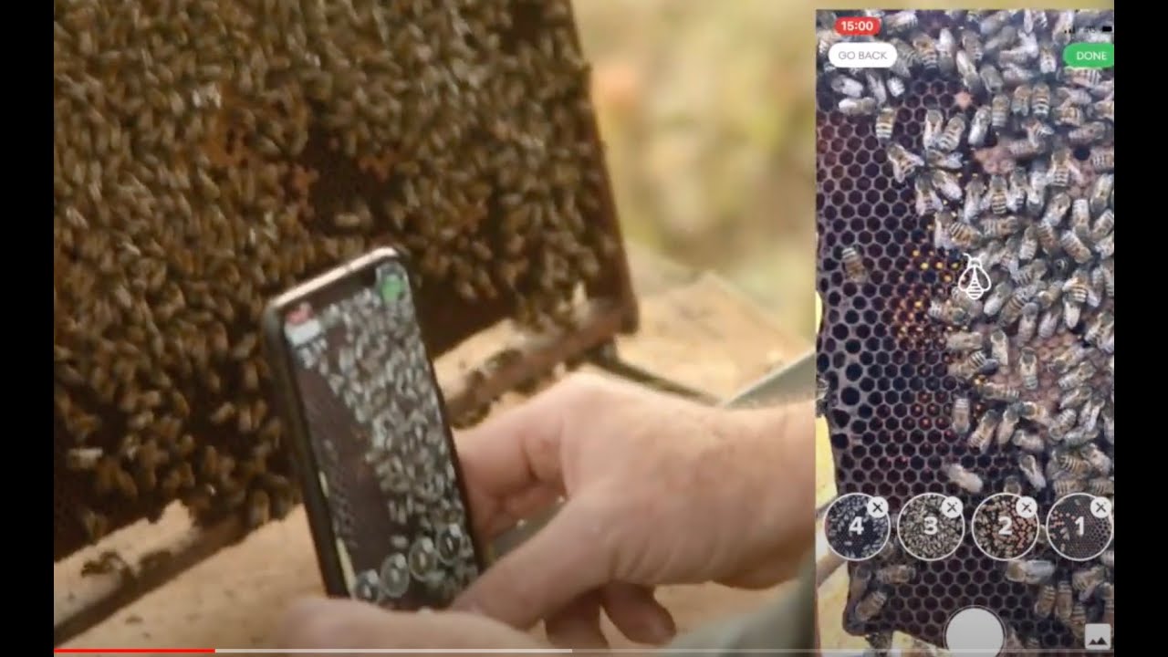 Find varroa and sick brood