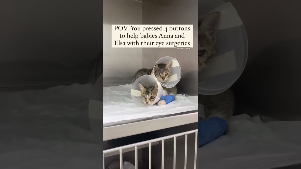 Please don’t scroll, your support can help these babies #kitten #kittenrescue #catshorts #catlovers